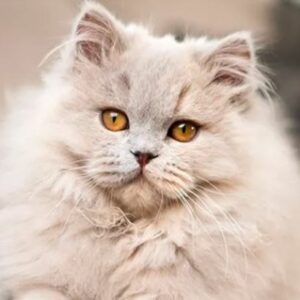 Le Chartreux - La belle race Francaise - Caractère et adoption