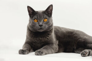 Le Chartreux - La belle race Francaise - Caractère et adoption