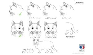 Le Chartreux - La belle race Francaise - Caractère et adoption