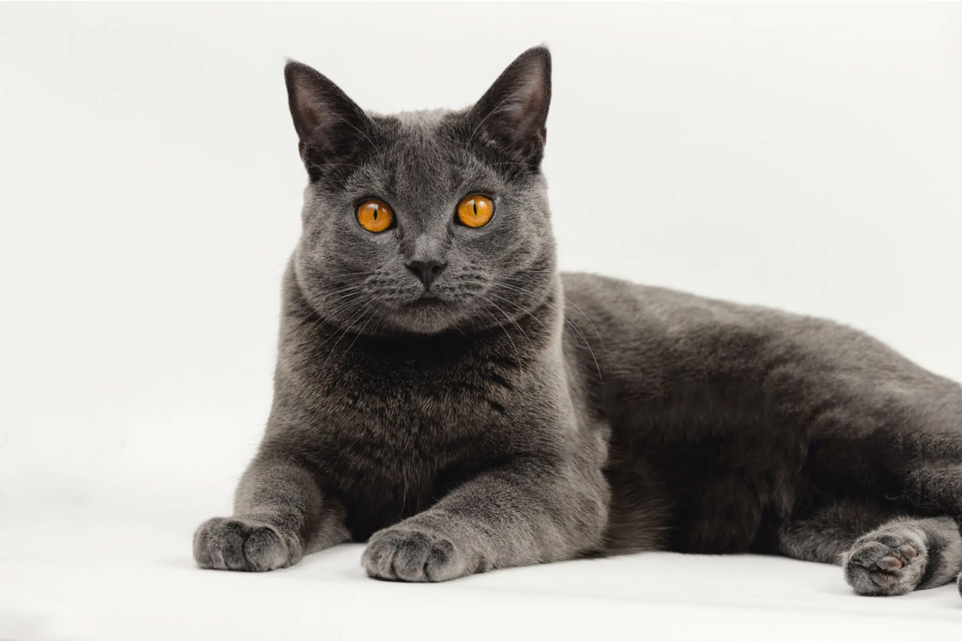 Le Chartreux - La belle race Francaise - Caractère et adoption