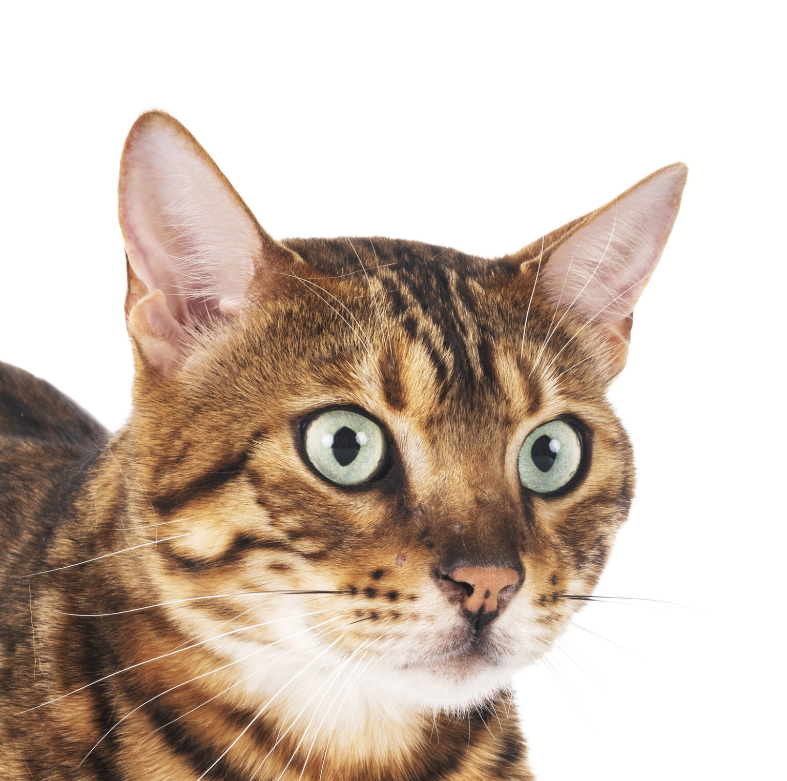 Les couleurs du chat de race : Guide complet des robes félines