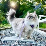 Le Chat Sibérien : Origines, Caractère, Santé, Prix...
