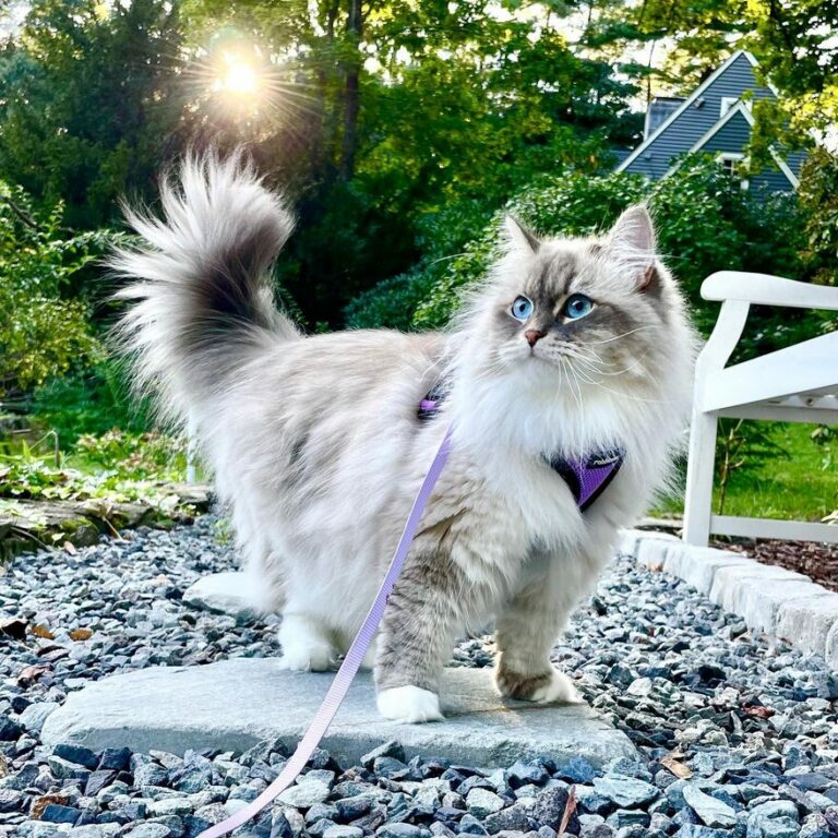 Le Chat Sibérien : Origines, Caractère, Santé, Prix...