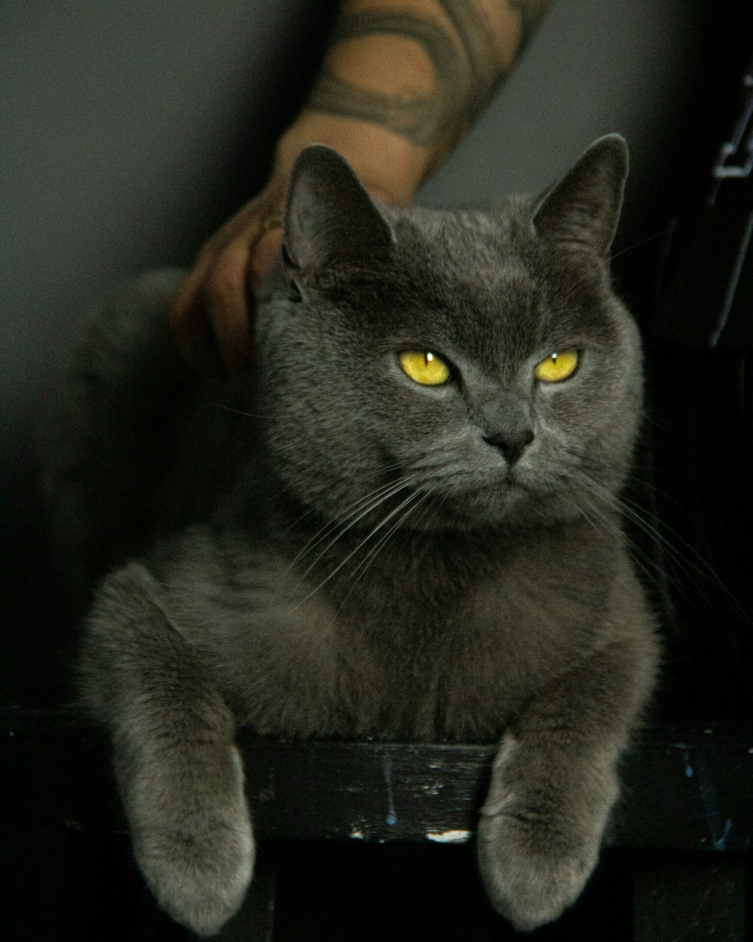 Le Chartreux - La belle race Francaise - Caractère et adoption