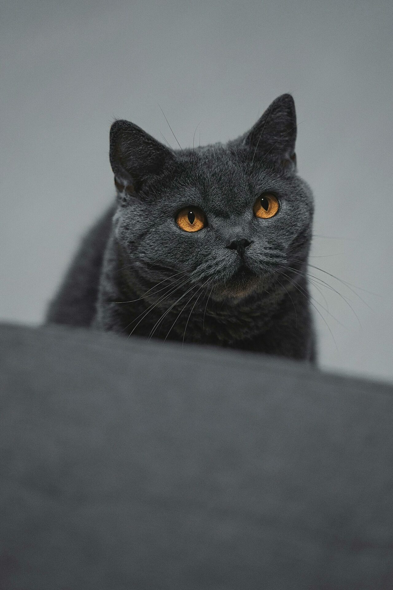 Le Chartreux - La belle race Francaise - Caractère et adoption