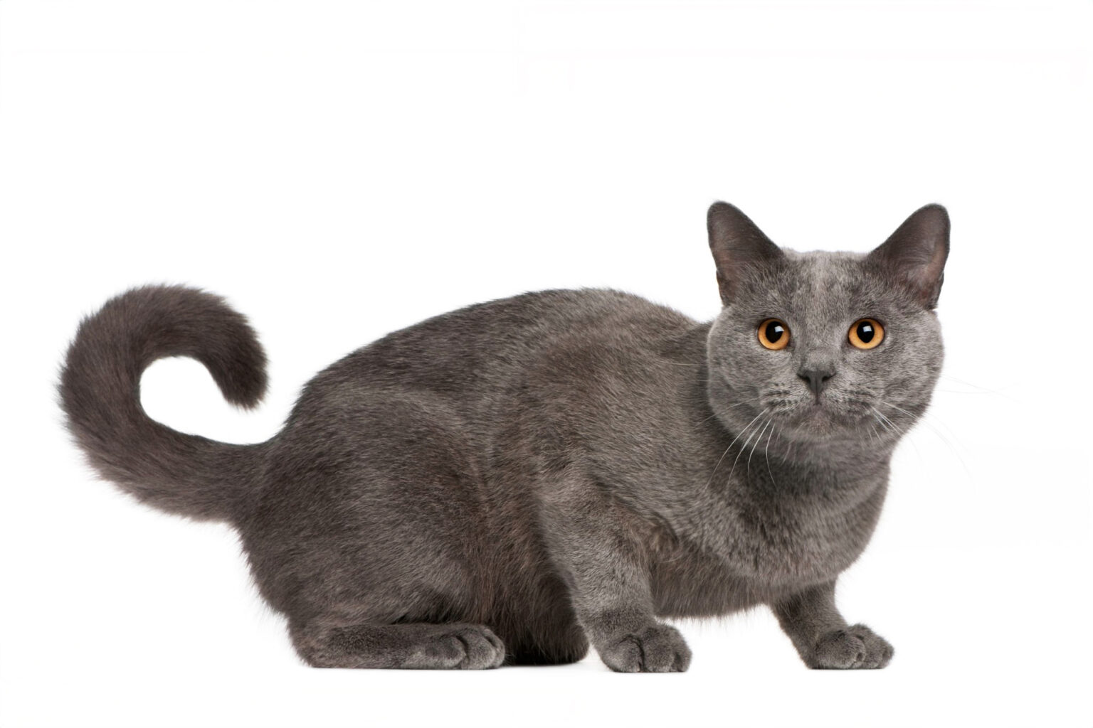 Le Chartreux - La belle race Francaise - Caractère et adoption