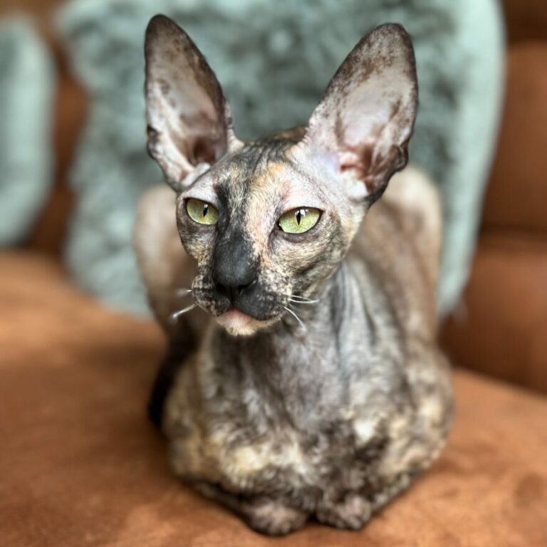 Cornish Rex : Un race de chat frisée unique à découvrir
