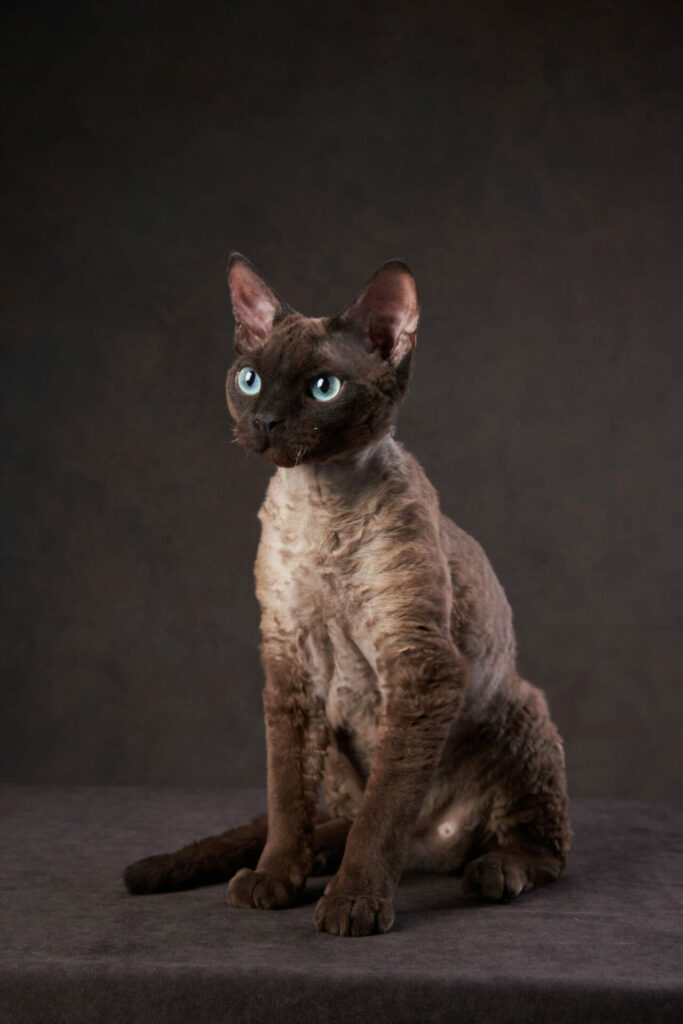 Devon Rex : Origines, Histoire et Secrets d'une Race Unique