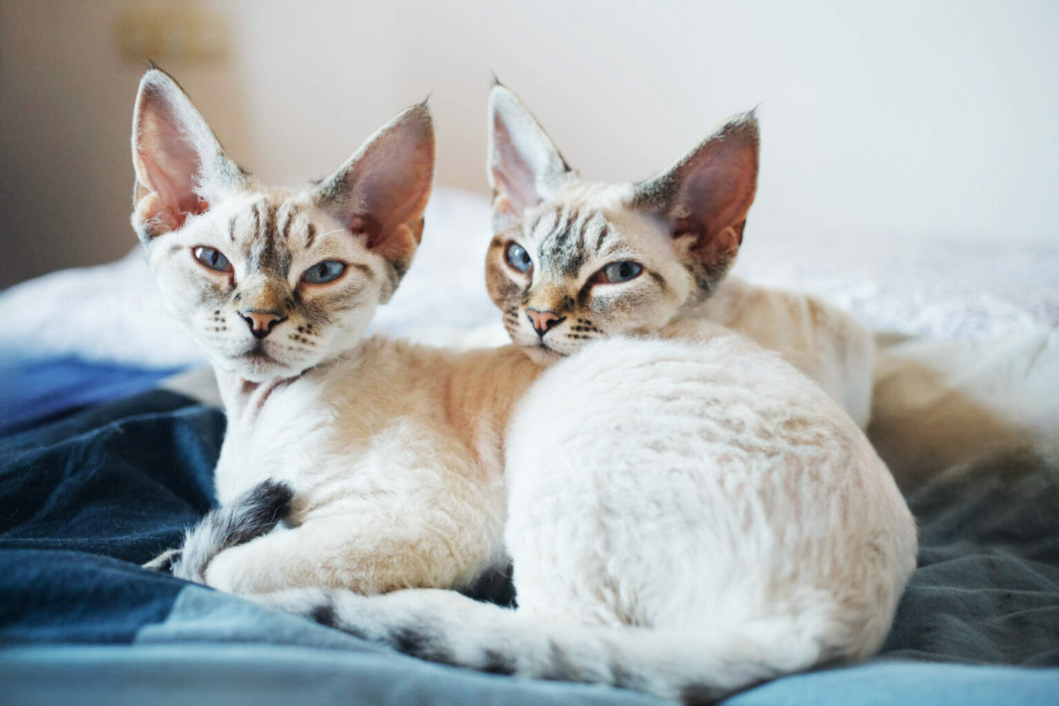 Devon Rex : Origines, Histoire et Secrets d'une Race Unique