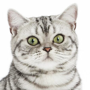 Le Chartreux - La belle race Francaise - Caractère et adoption