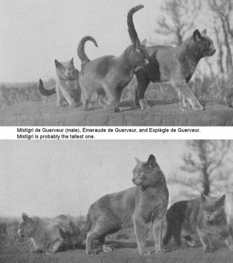 Le Chartreux - La belle race Francaise - Caractère et adoption