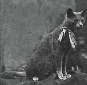 Le Chartreux - La belle race Francaise - Caractère et adoption