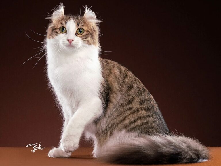 L'American Curl : Le Chat de Race aux orreilles retournées
