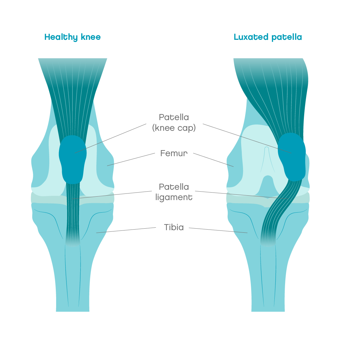 Luxation Patellaire (PL) chez le Chat : diagnostique, traitement