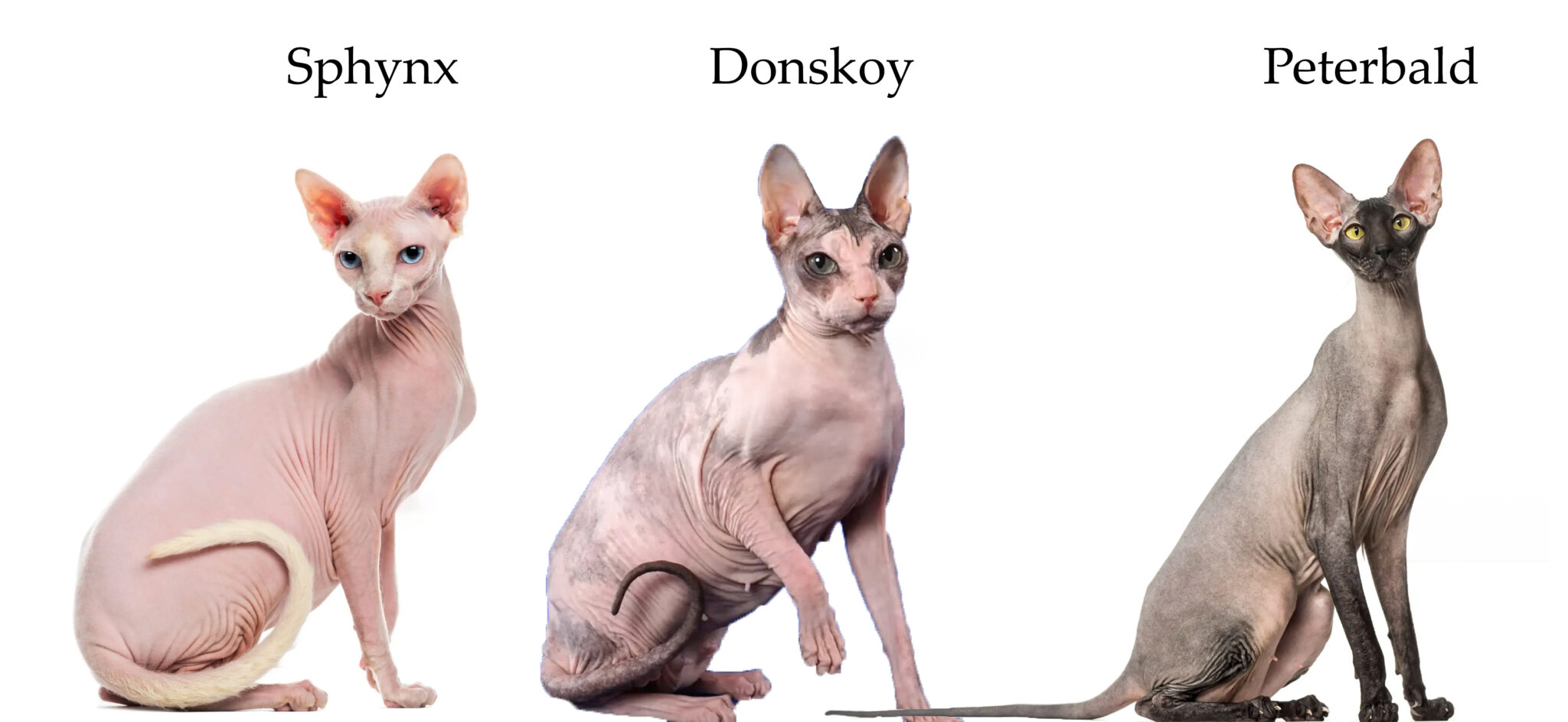 Le Sphynx, le chat nu : Origines, Caractère, Santé, Prix...