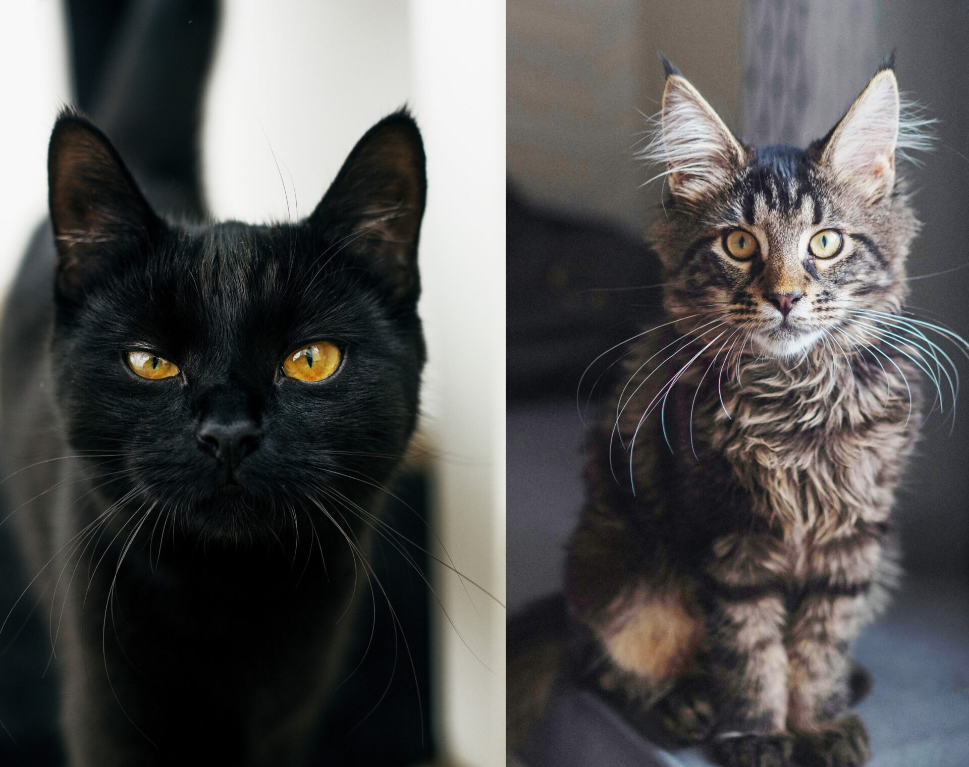 Les couleurs du chat de race : Guide complet des robes félines