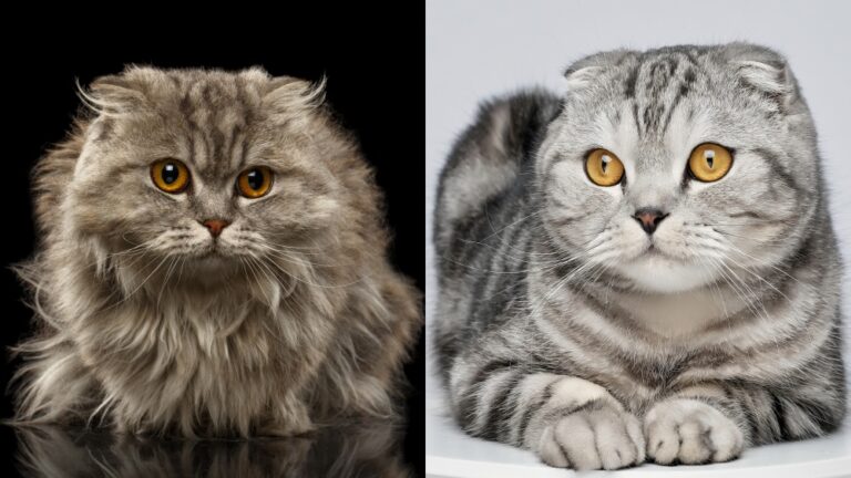 Le Scottish Fold / Highland : Une race de chat contreversée...